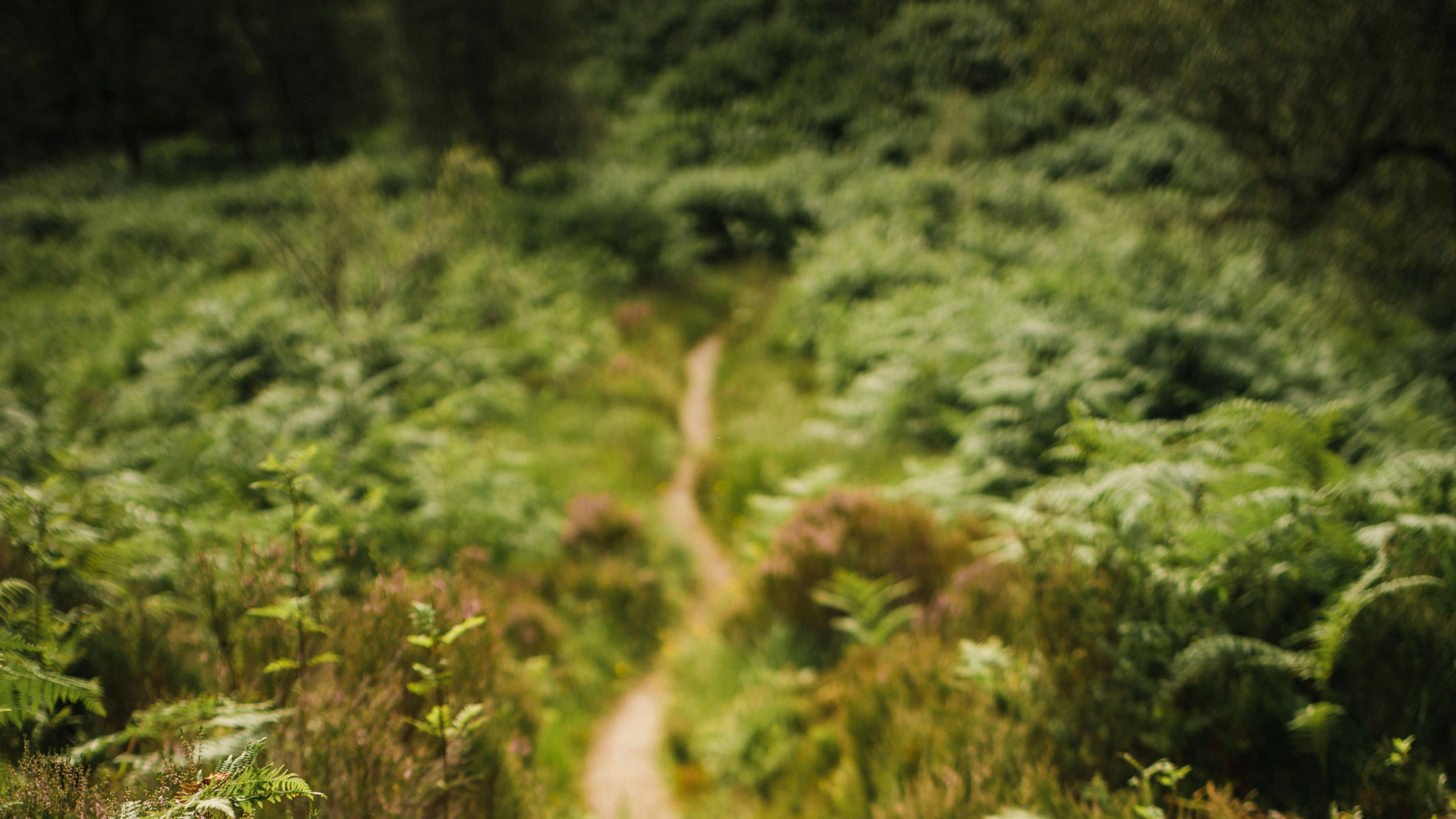 Straight Paths: A Daily Meditation | Abide