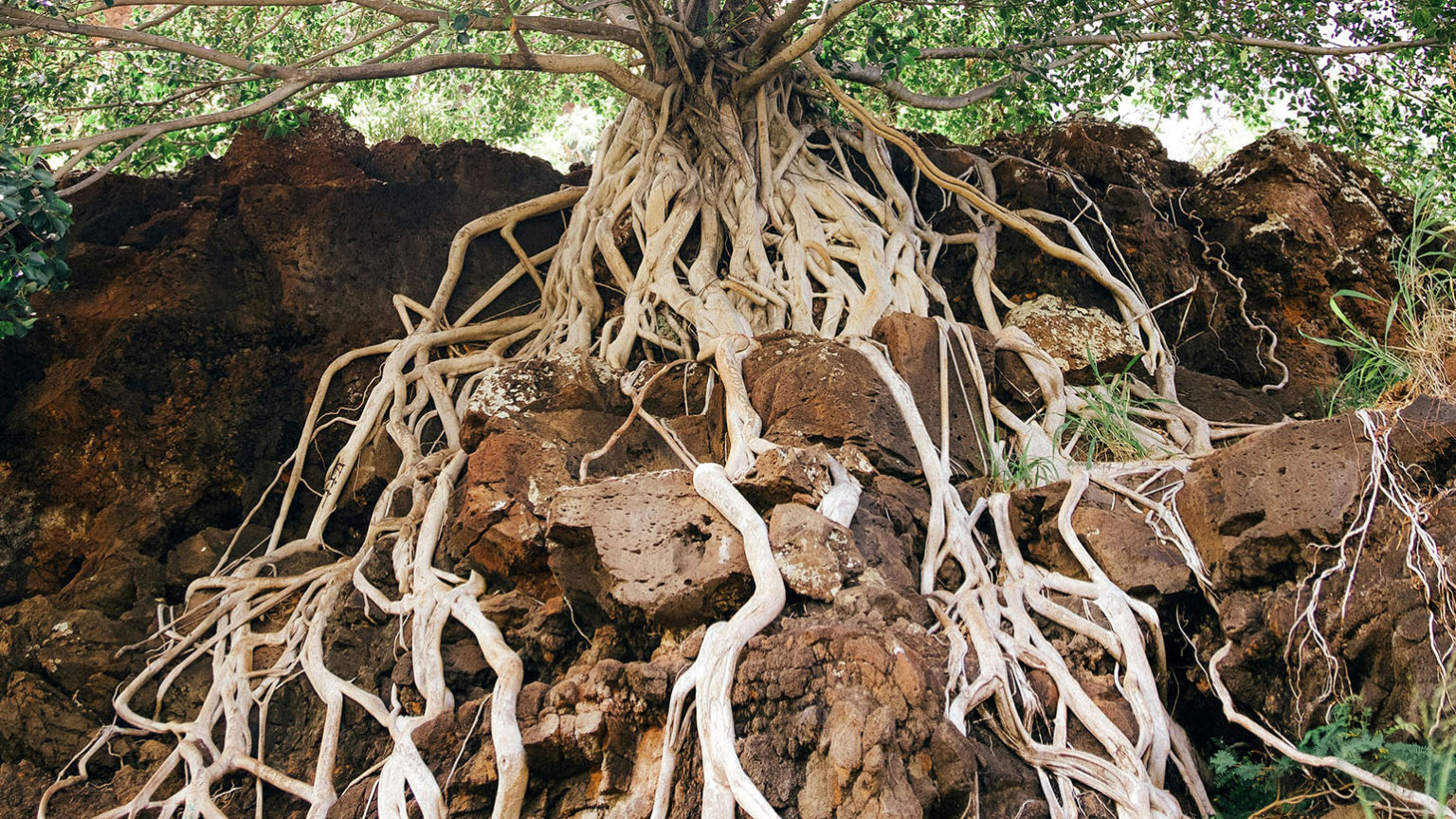 A Root Awakening: A Daily Meditation | Abide